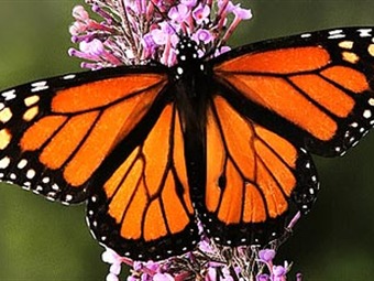 Descubre cómo llegan las monarcas a México | Actualidad | W Radio Mexico