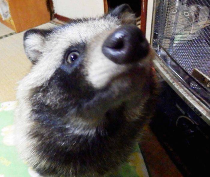 Tanuki, un perro-mapache, es la nueva sensación del Internet ...