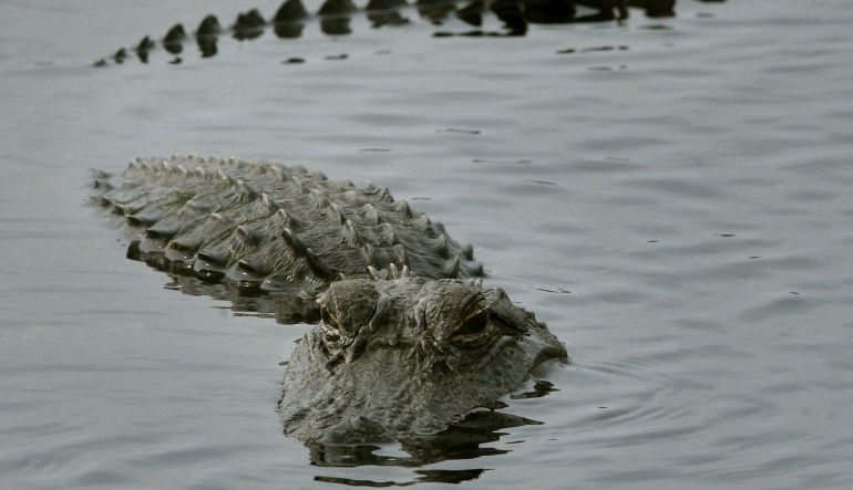[VIDEO] Dos cocodrilos nadan en un jardín inundado en Texas | Sociedad ...