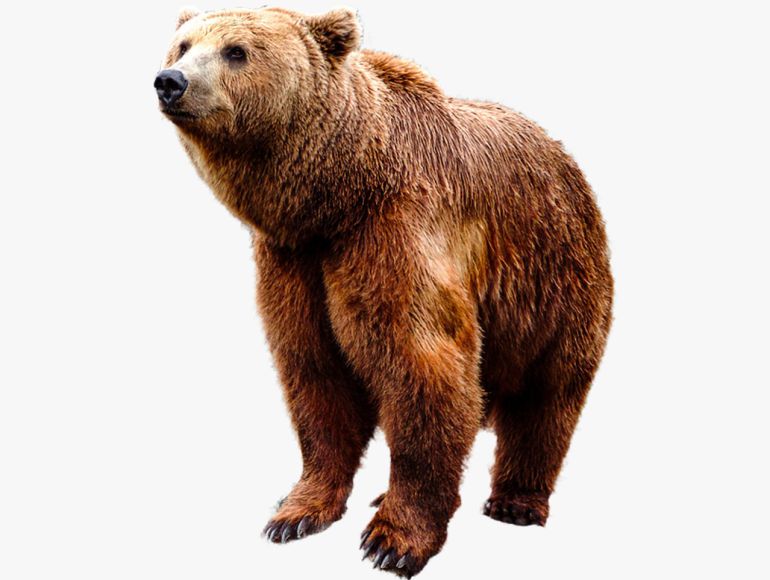 Oso, inauguración, Mundial, Rusia 2018: ¡Un oso hizo un acto que no vas ...