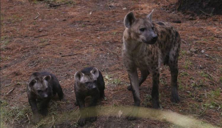 ¡Vamos al zoológico! Por primera vez, nacen hienas | Sociedad | W Radio ...