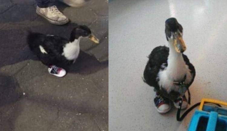 El pato con tenis que ha sorprendido a usuarios del Metro de la CDMX ...