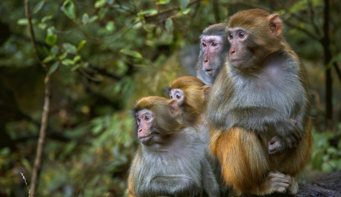Estudios demuestran que macacos pueden generar inmunidad contra ...