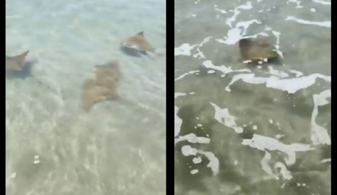 Espectáculo natural; captan mantarrayas en la playa de Acapulco ...