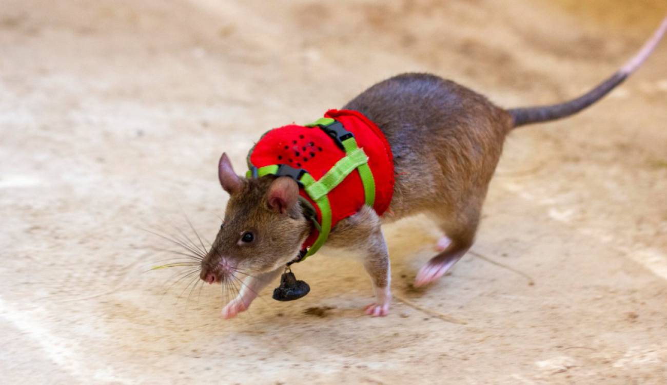 Ratas con mochila: Entrenan a ratas con mochilas y micrófonos para ...