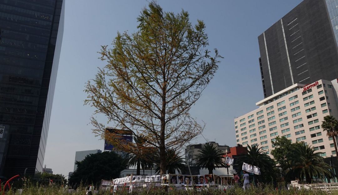 Ahuehuete glorieta de Reforma: ¿Está muerto el Ahuehuete de la Glorieta ...