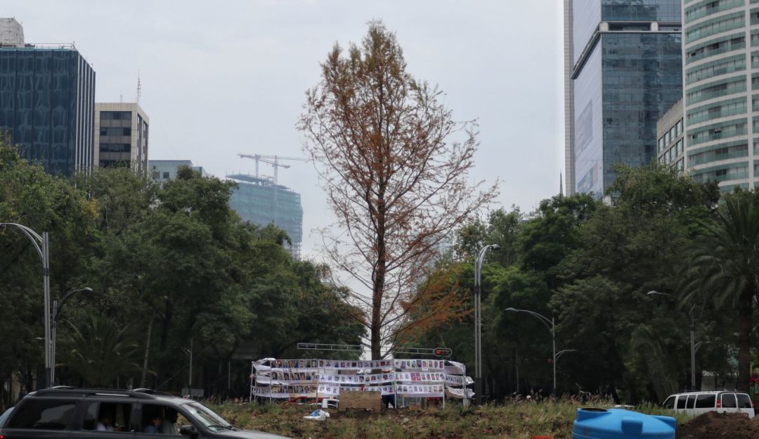 AHUEHUETE, PASEO DE LA REFORMA: Ahuehuete de Paseo de la Reforma no ...