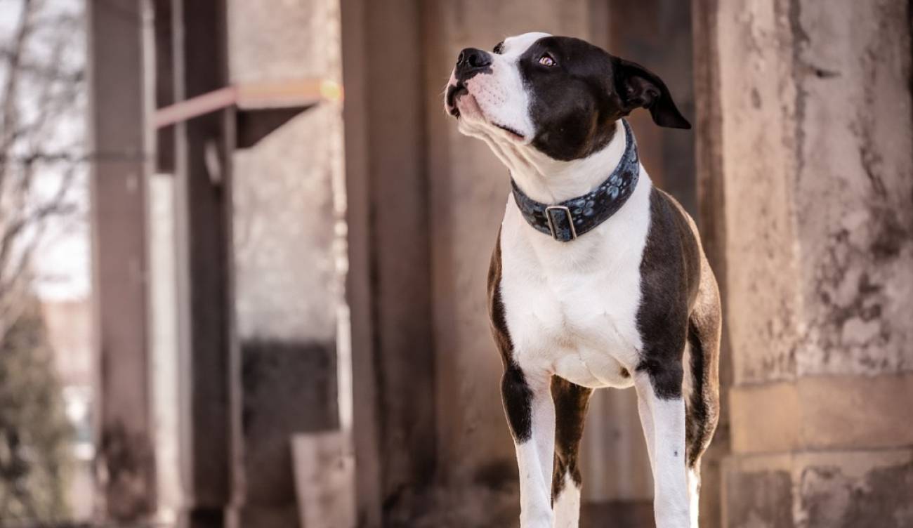 pitbull de copoya: Max, el pitbull que casi arranca brazo de ladrón no ...
