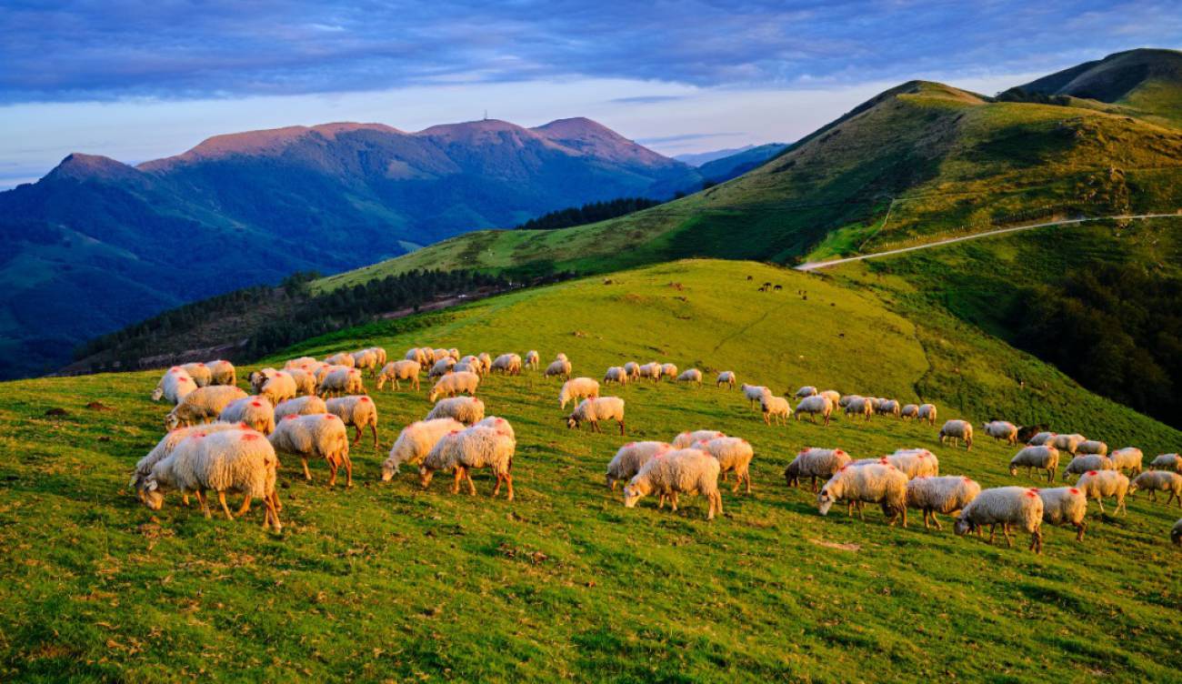 Ovejas caminando en Círculo: Alarma actitud de ovejas que no paran de ...