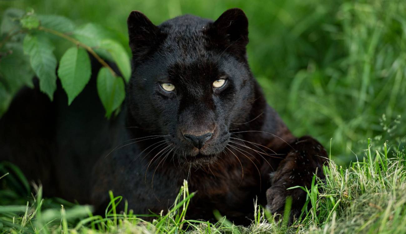 pantera negra metro tacuba: Reportan la presencia de una pantera ...