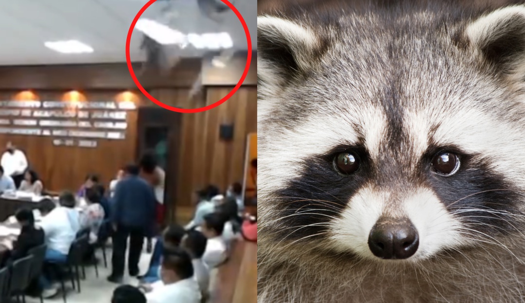 Mapaches cabildo Acapulco: Caen mapaches desde techo durante sesión de ...