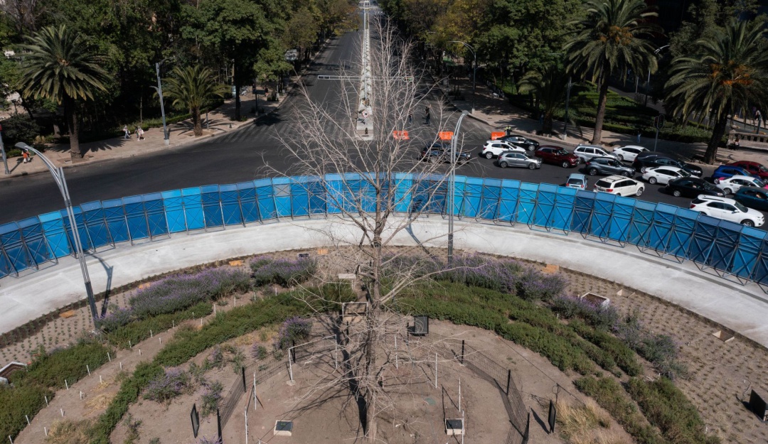 retiran ahuehuete de reforma: Quitarán el Ahuehuete de Reforma y ...