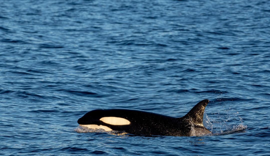 Gladis, la famosa orca que ataca barcos pesqueros | Turismo W | W Radio ...