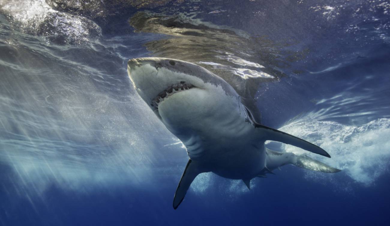 Ataque de tiburón video: Tiburón ataca a hombre y lo tira del bote al ...